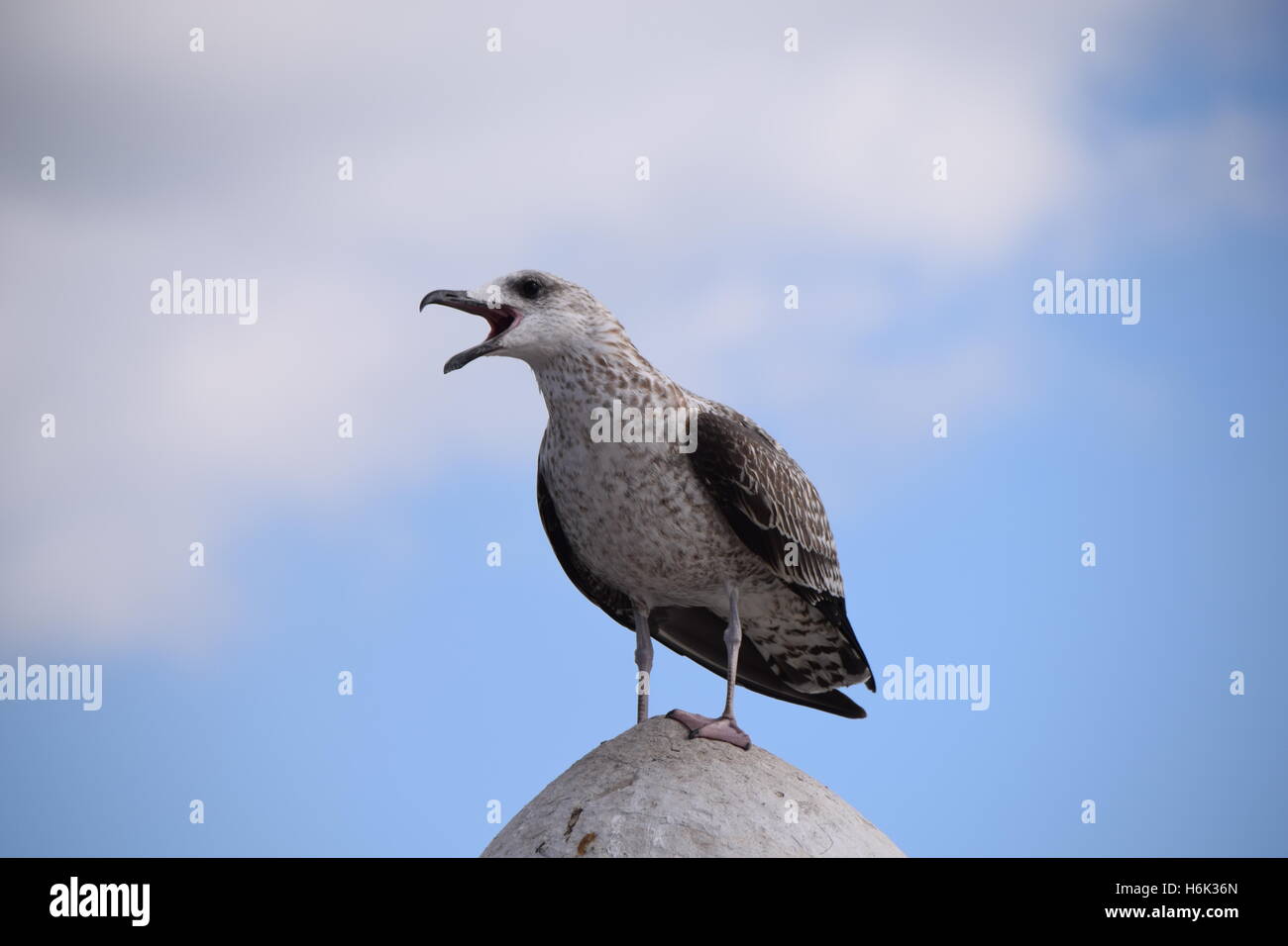 Seagull squark hi-res stock photography and images - Alamy