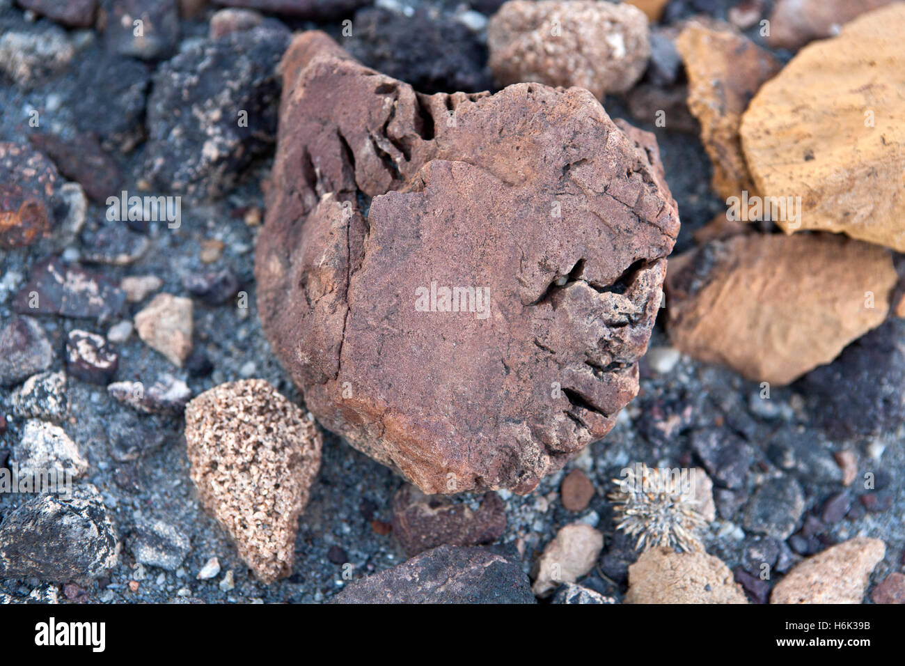 Specimen of the Burnt Mountain near Twyfelfontein Damaraland Namibia ...