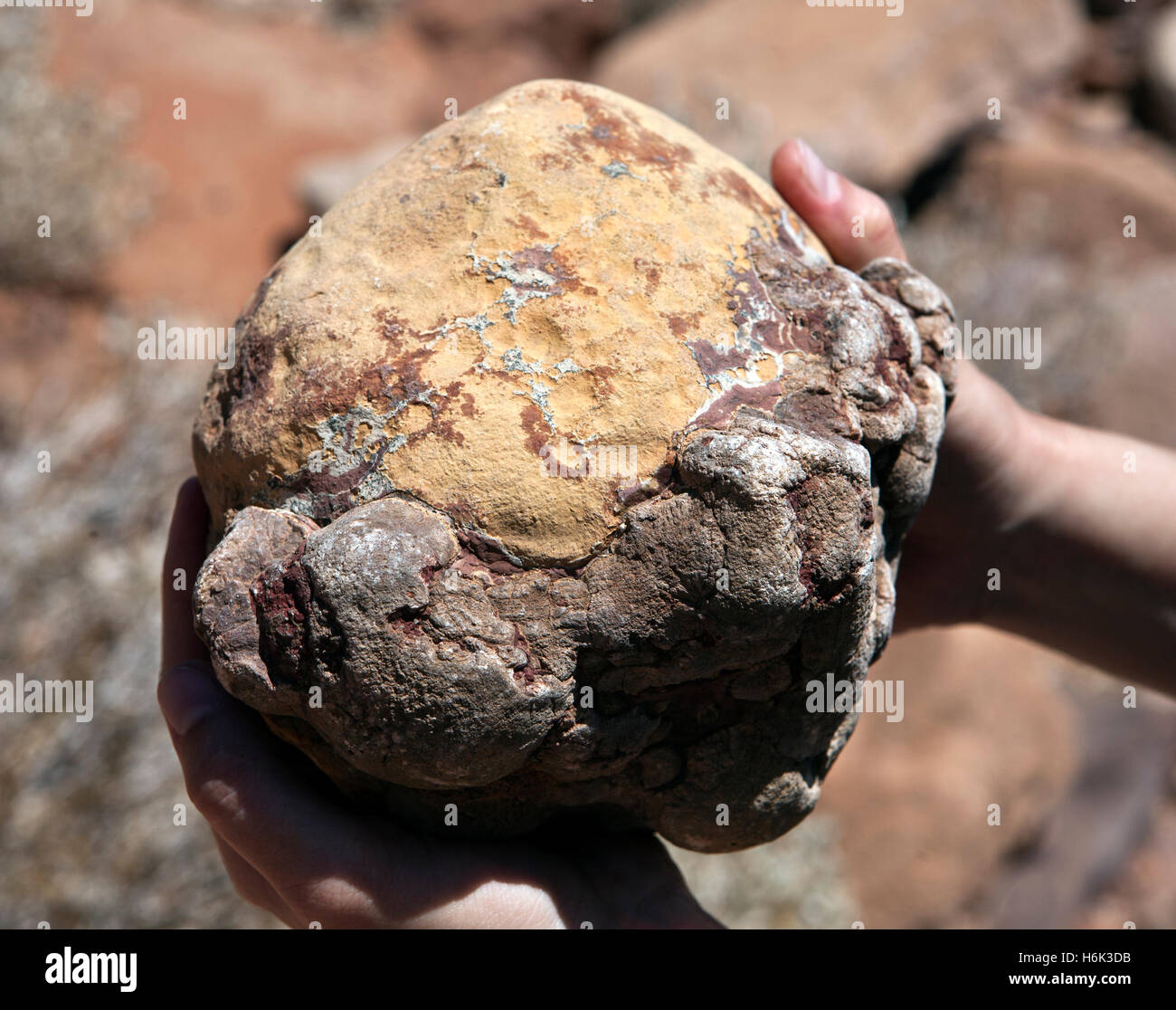 Mudstone sedimentary rock sample hi-res stock photography and images ...
