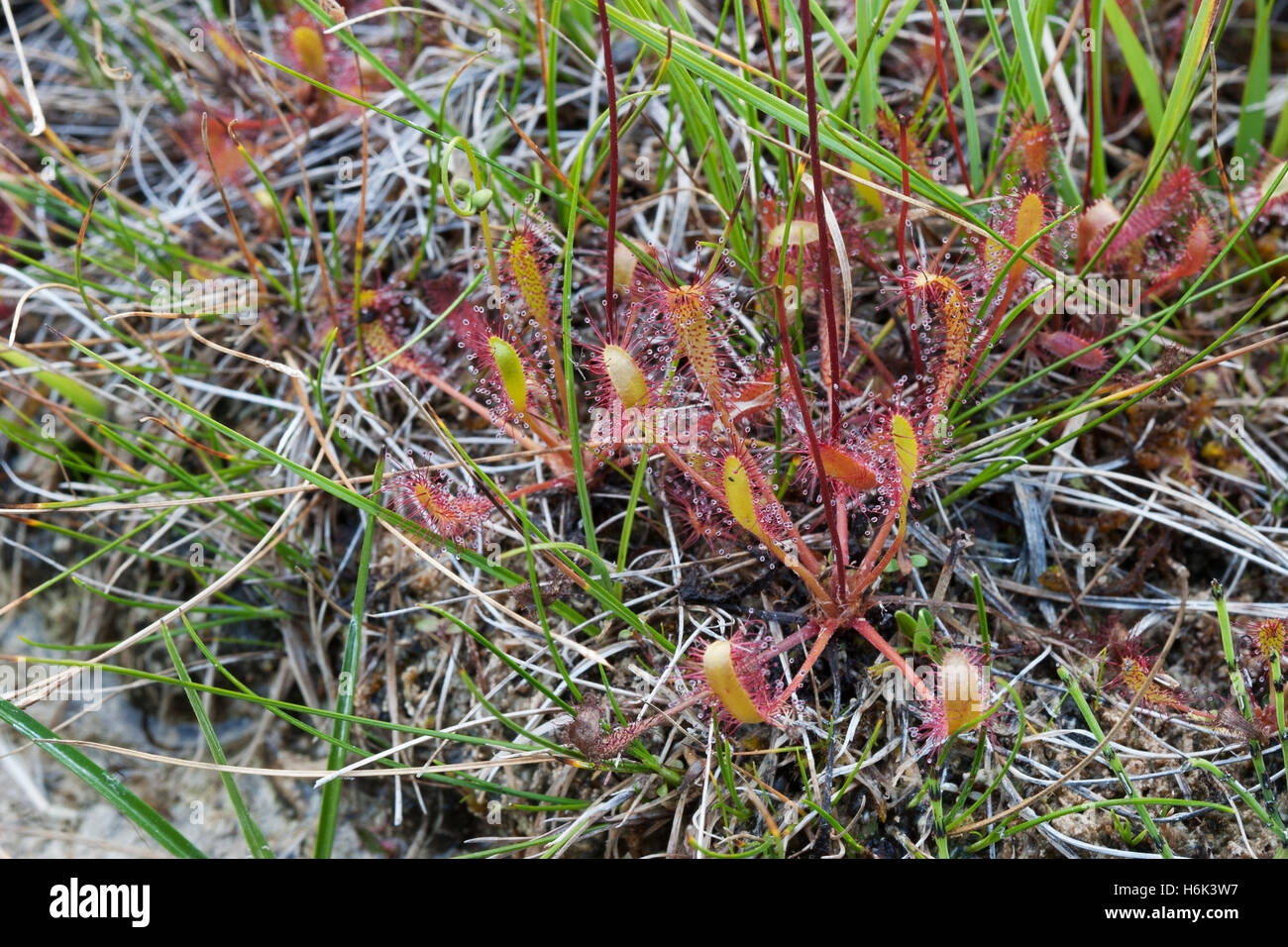 Drosera anglica, commonly known as the English sundew[1] or great ...