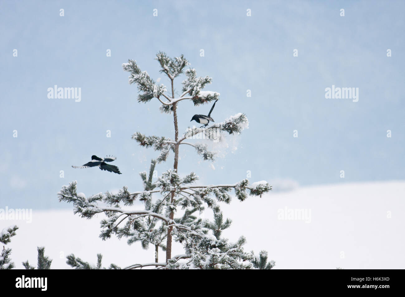 The Eurasian magpie or common magpie (Pica pica) is a resident breeding ...