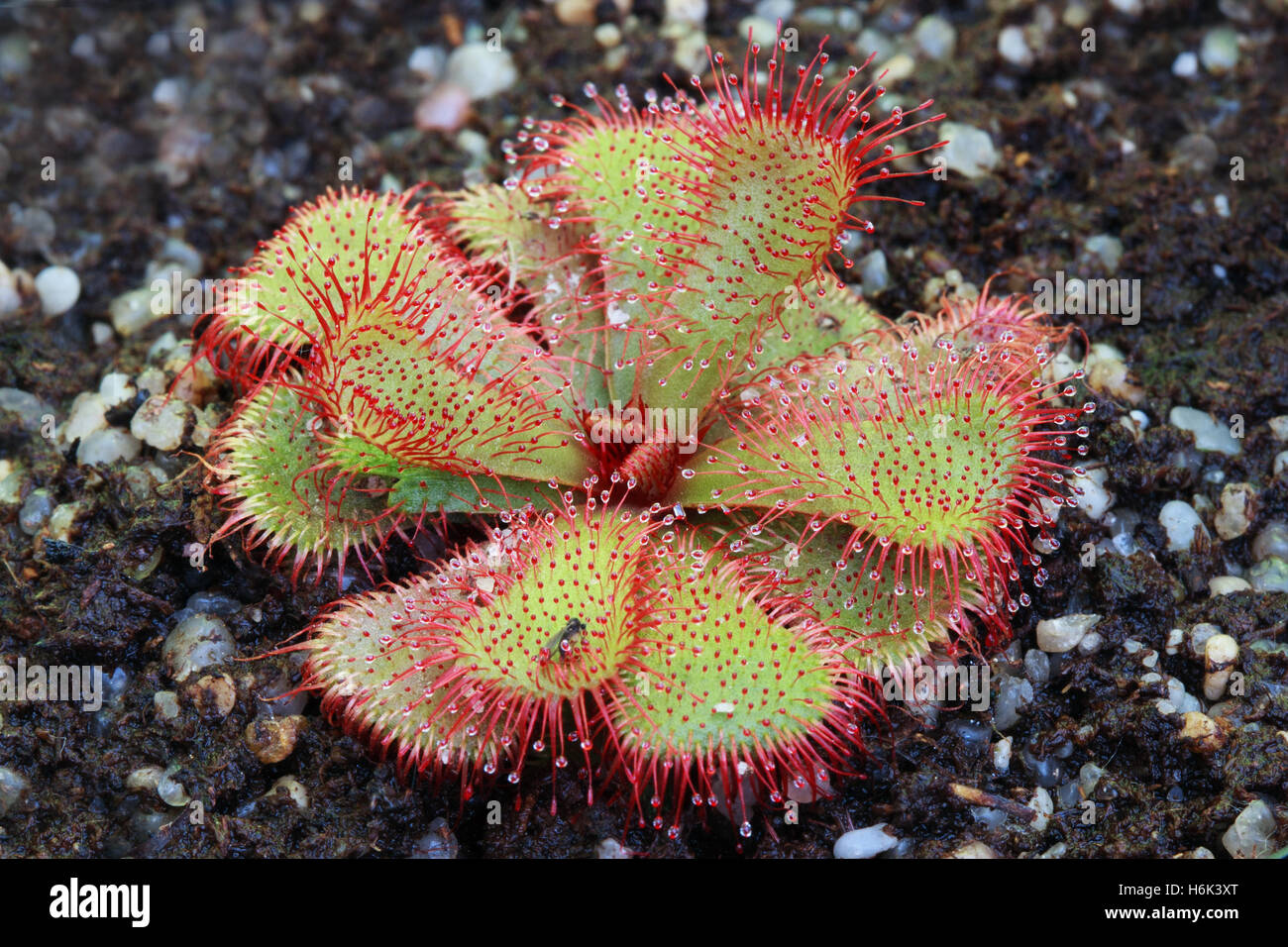 Drosera slackii is a subtropical sundew native to the Cape Provinces of ...