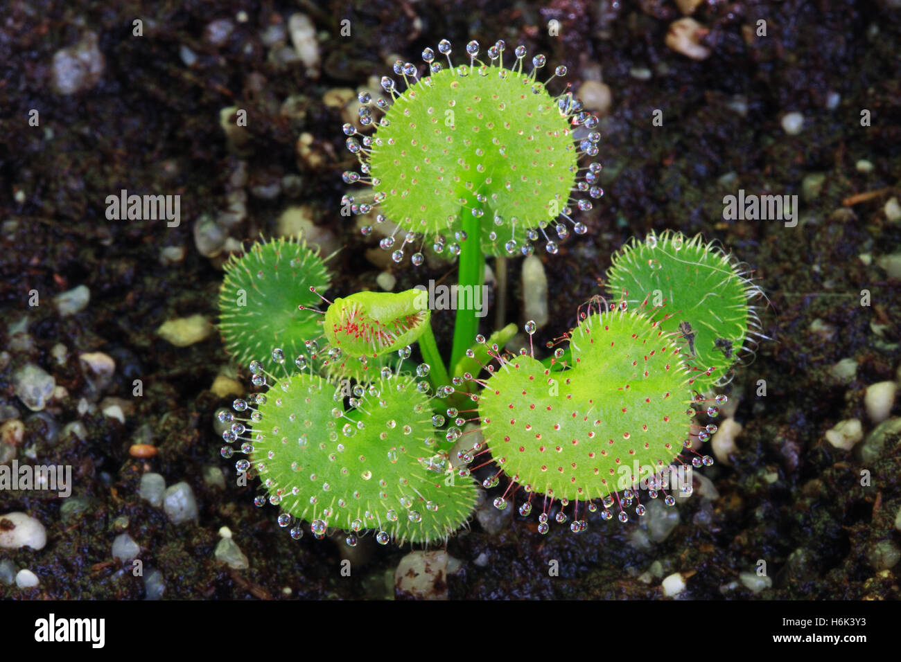 Drosera prolifera - australian tropical sundew Stock Photo - Alamy