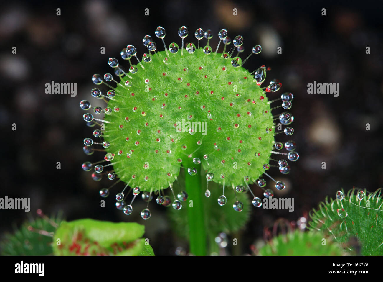 Drosera prolifera - australian tropical sundew Stock Photo - Alamy