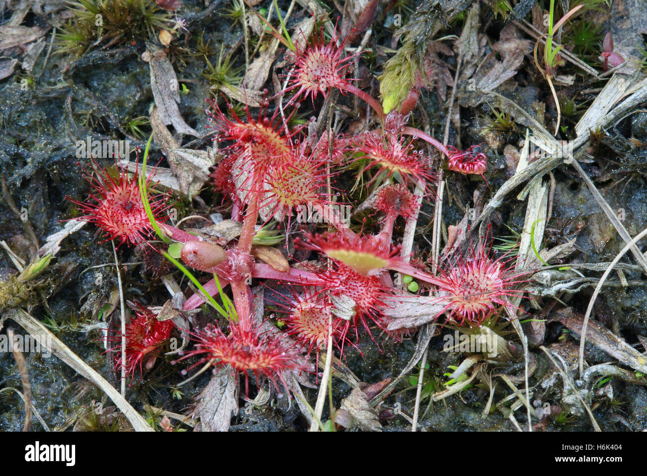 Drosera rotundifolia, the round-leaved sundew or common sundew, is a ...