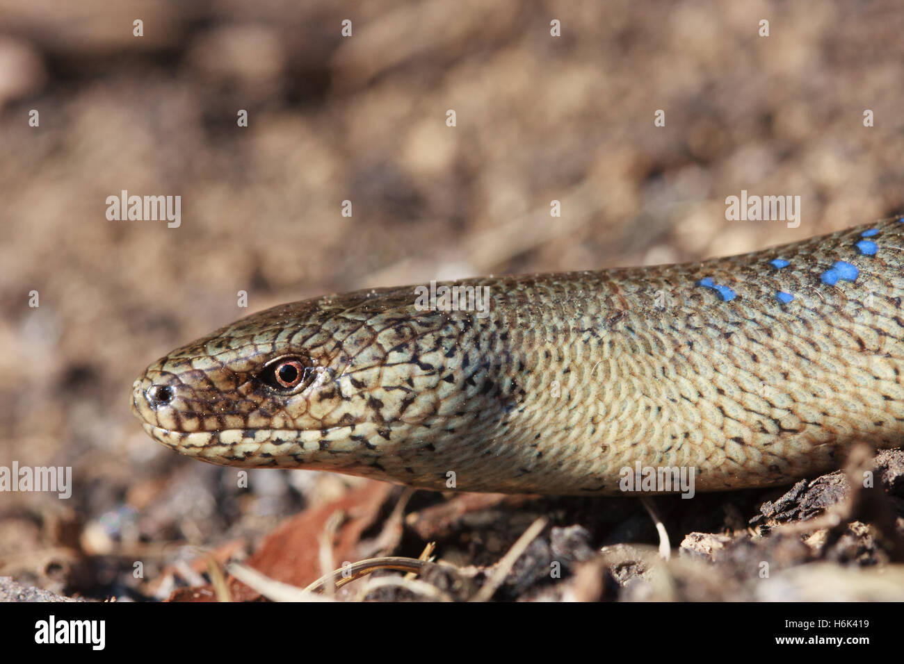 Blue Legless Lizard