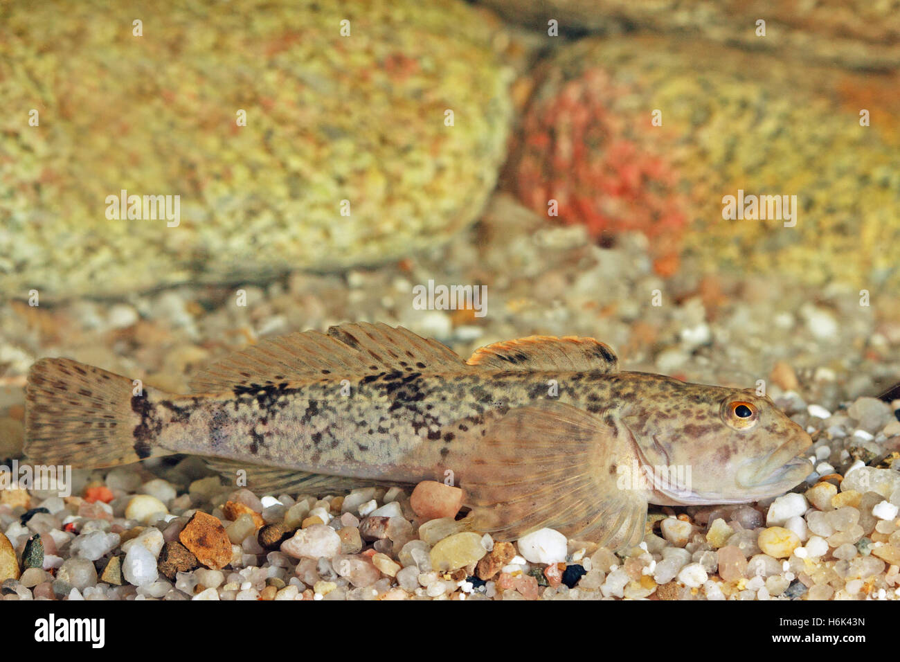 Cottus poecilopus hi-res stock photography and images - Alamy