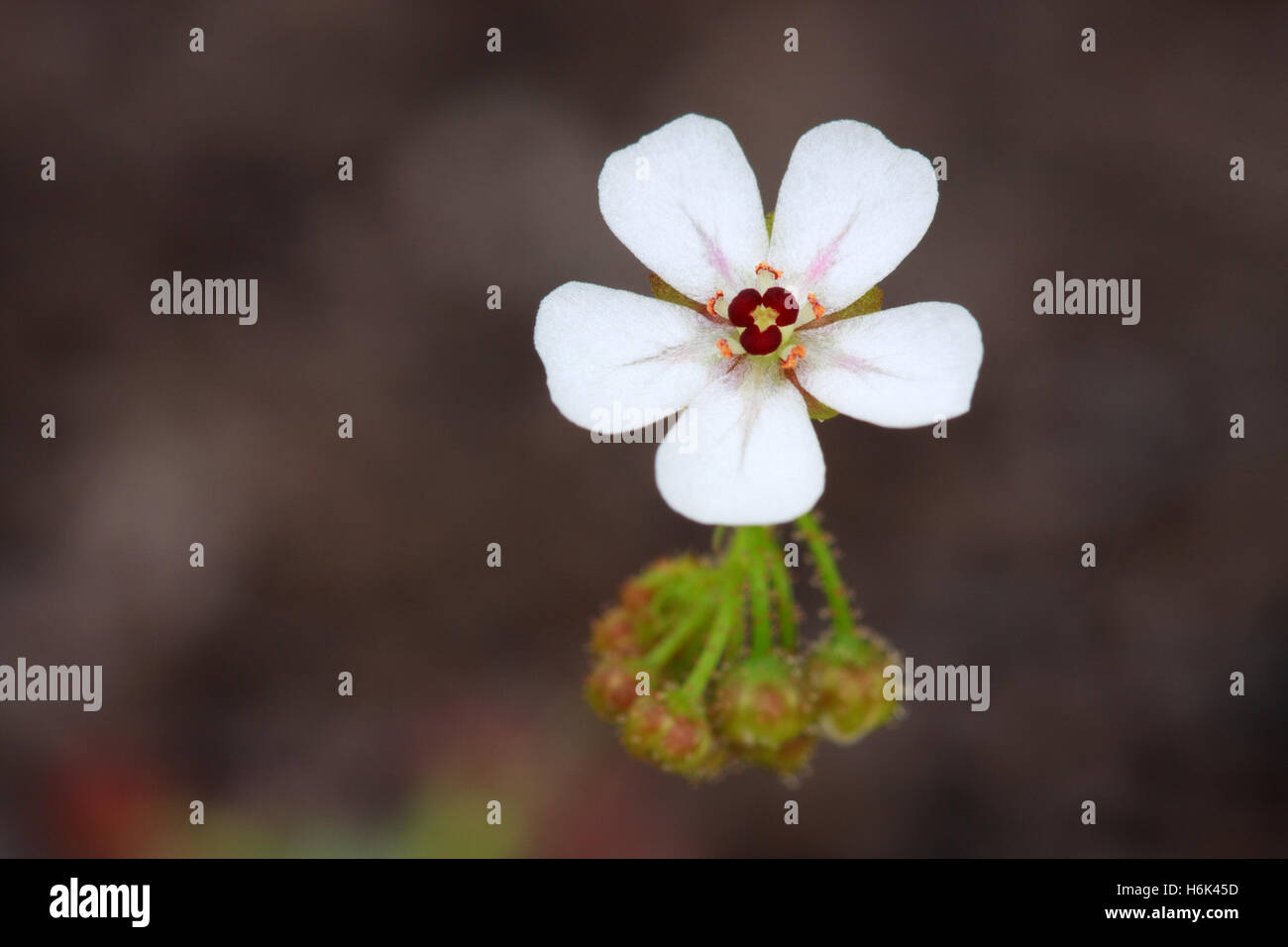 Plant genus hi-res stock photography and images - Alamy