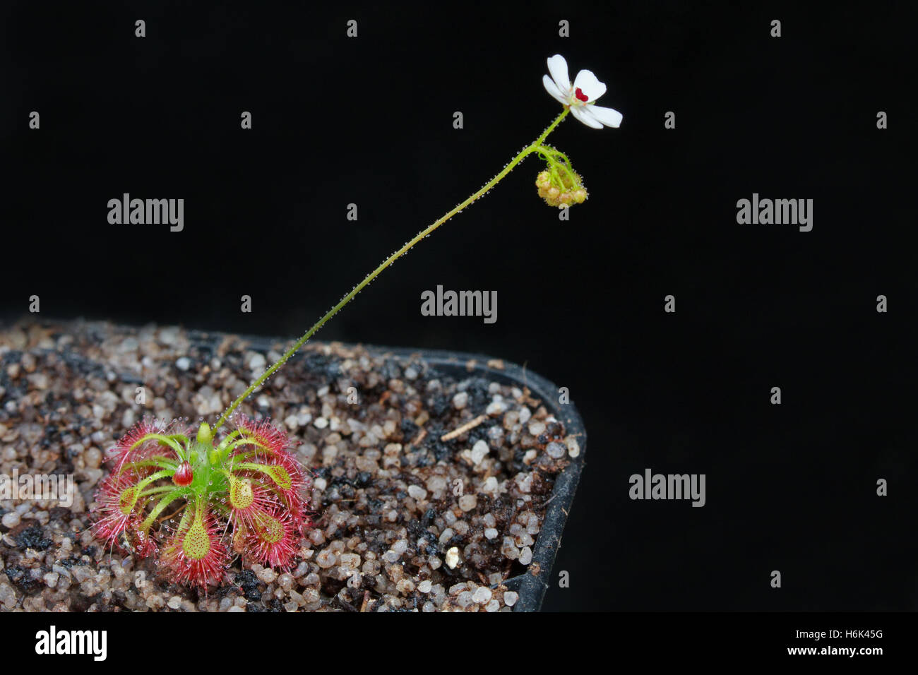 Drosera erythrorhiza, the red ink sundew, is a perennial tuberous ...
