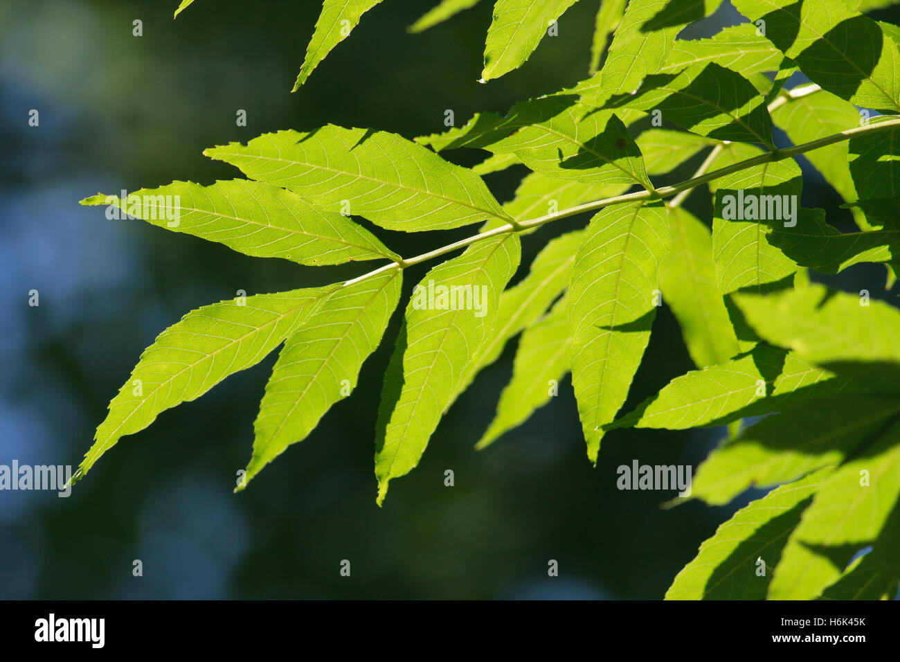 European ash Fraxinus excelsior, known as the ash, or European ash or ...