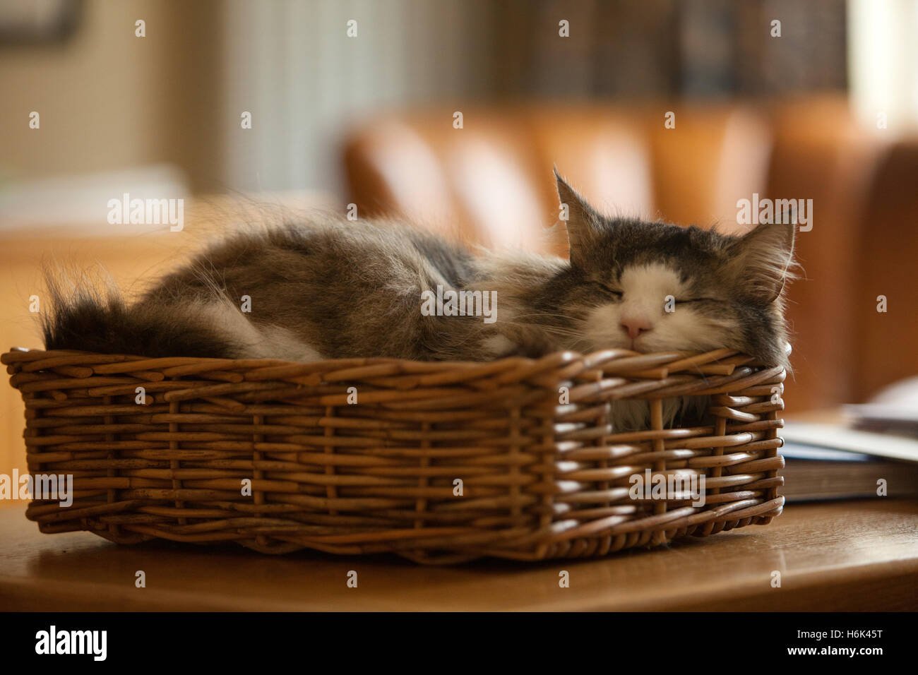 Cute white tortoiseshell cat hi-res stock photography and images - Alamy