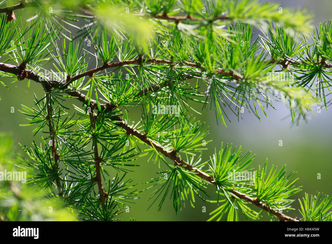 European larch (Smrekovec opadavý) Larix decidua, the European larch ...