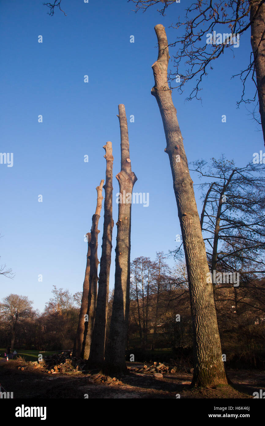 Trees with all branches removed, to prevent any flimsy limbs falling on ...