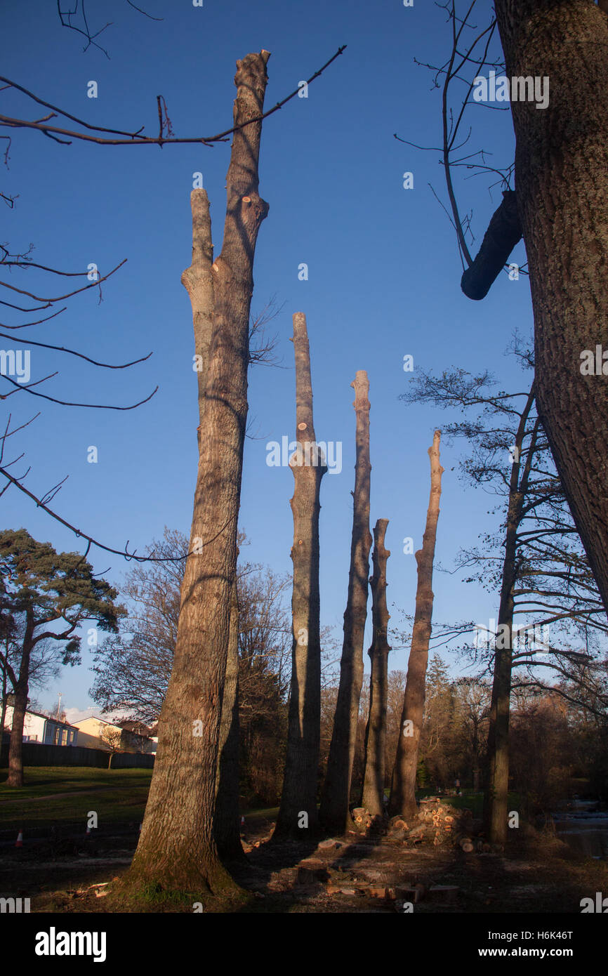 Trees with all branches removed, to prevent any flimsy limbs falling on ...