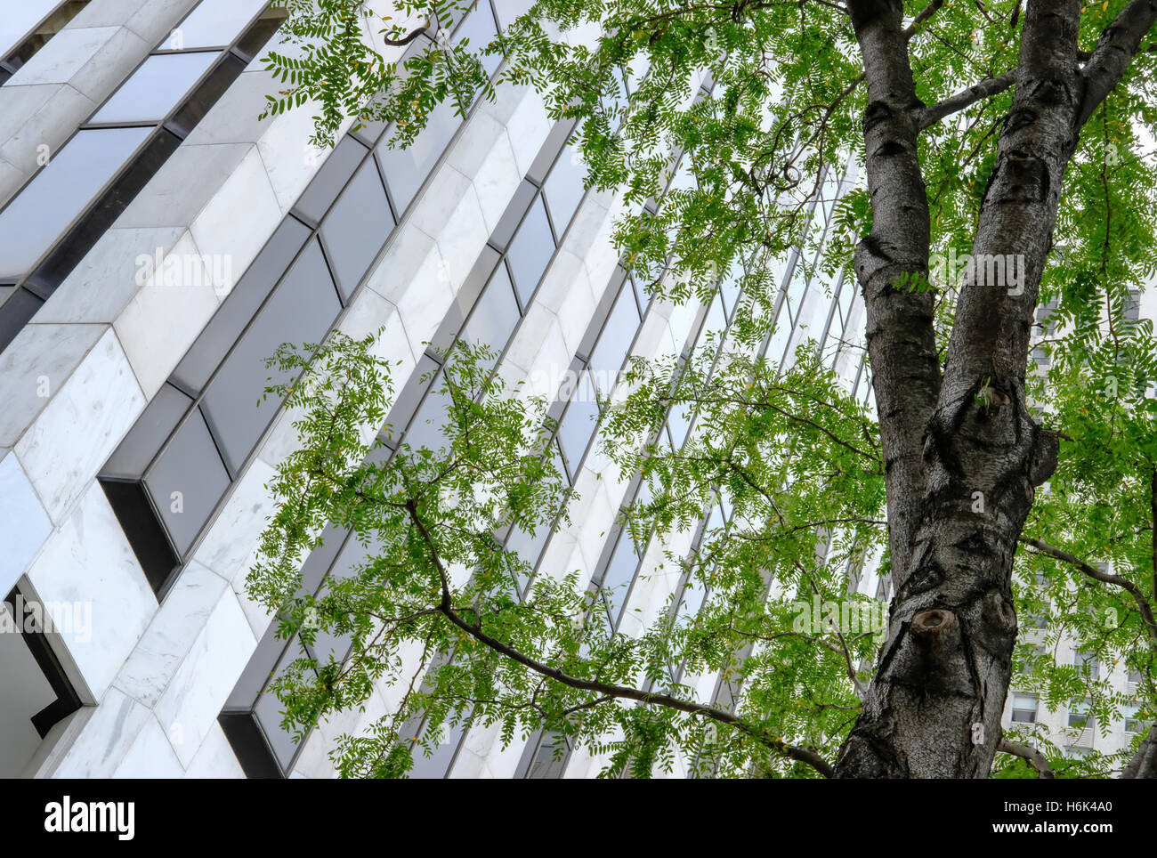 Office Block With Windows And Tree High Resolution Stock Photography ...