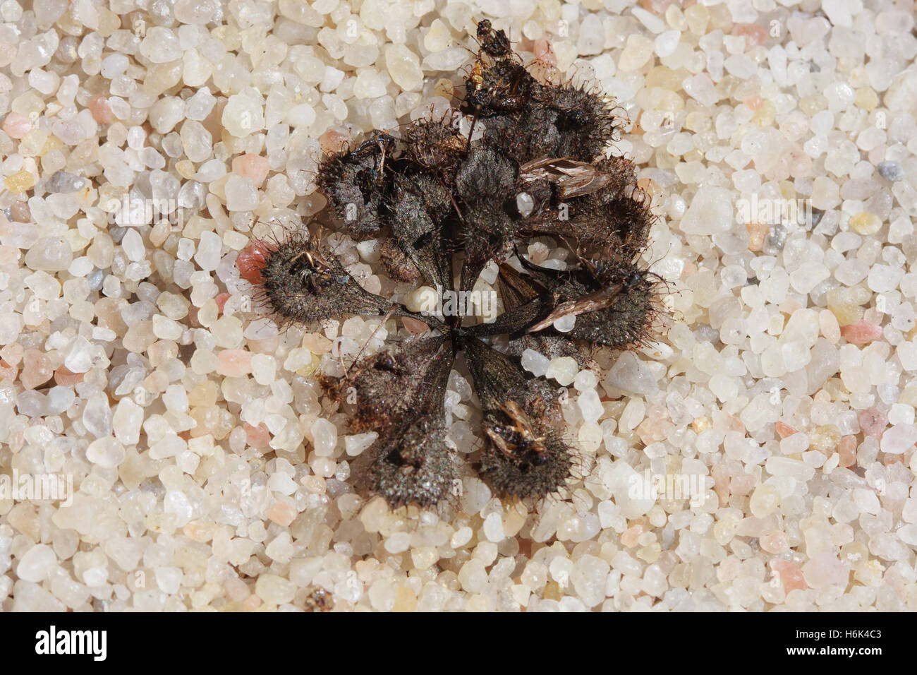 Australian insect eating plant hi-res stock photography and images - Alamy
