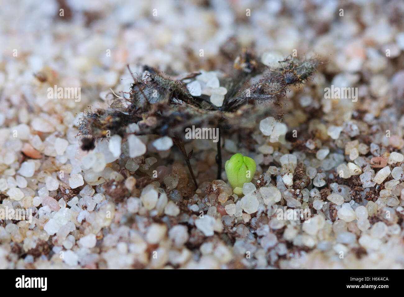 Drosera andersoniana tuberous sundew from Western Australia Stock Photo ...
