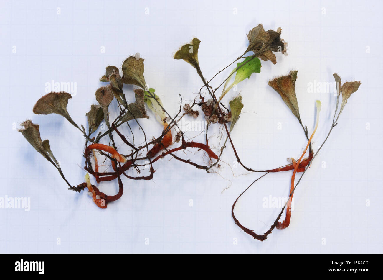 Drosera erythrorhiza, the red ink sundew, is a perennial tuberous ...