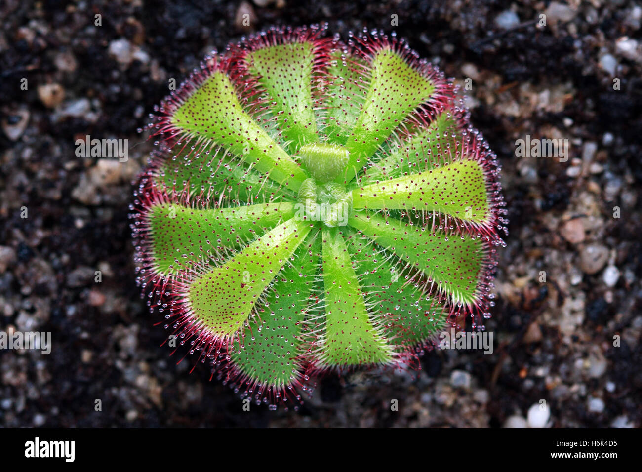 African drosera hi-res stock photography and images - Alamy