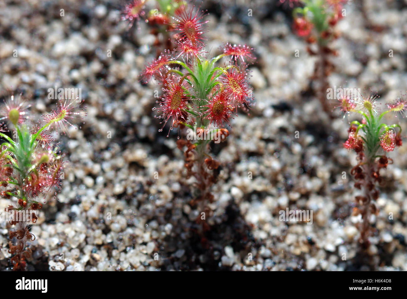 Australian Insect Eating Plant High Resolution Stock Photography and ...