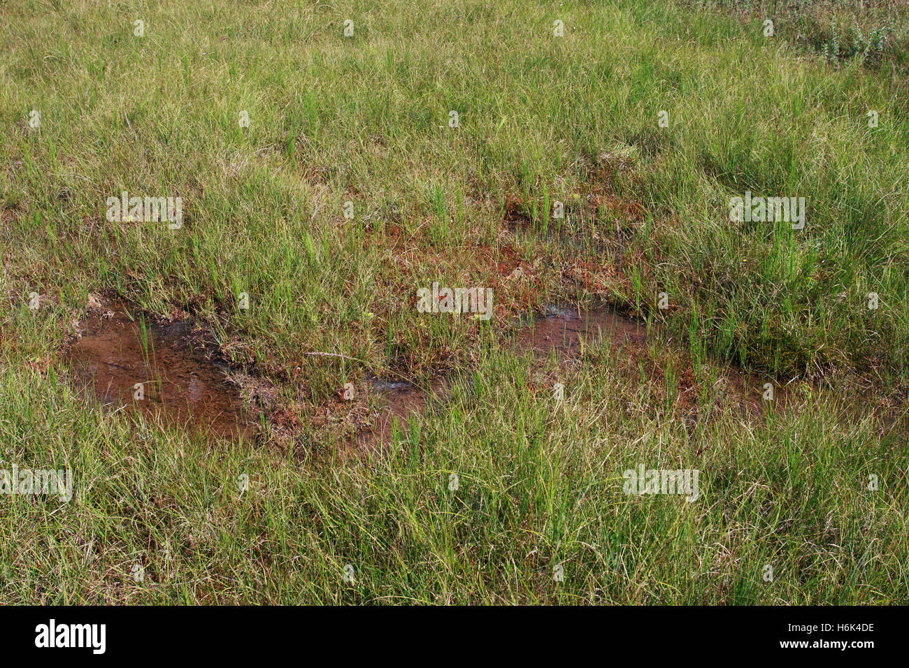Utricularia minor, the lesser bladderwort,[1] is a small, perennial ...