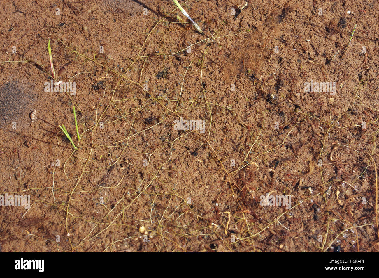 Utricularia minor, the lesser bladderwort,[1] is a small, perennial ...