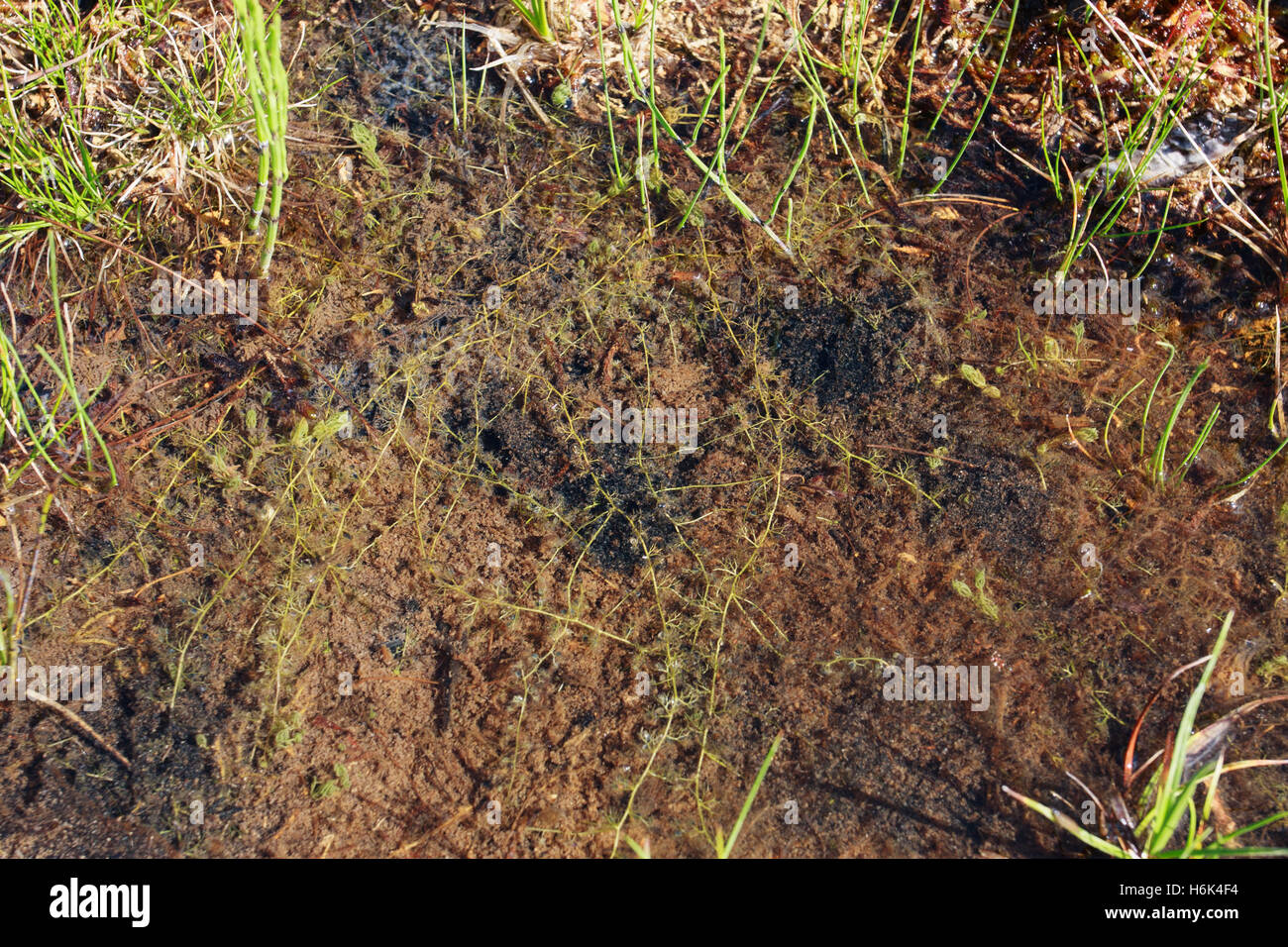 Utricularia minor, the lesser bladderwort,[1] is a small, perennial ...