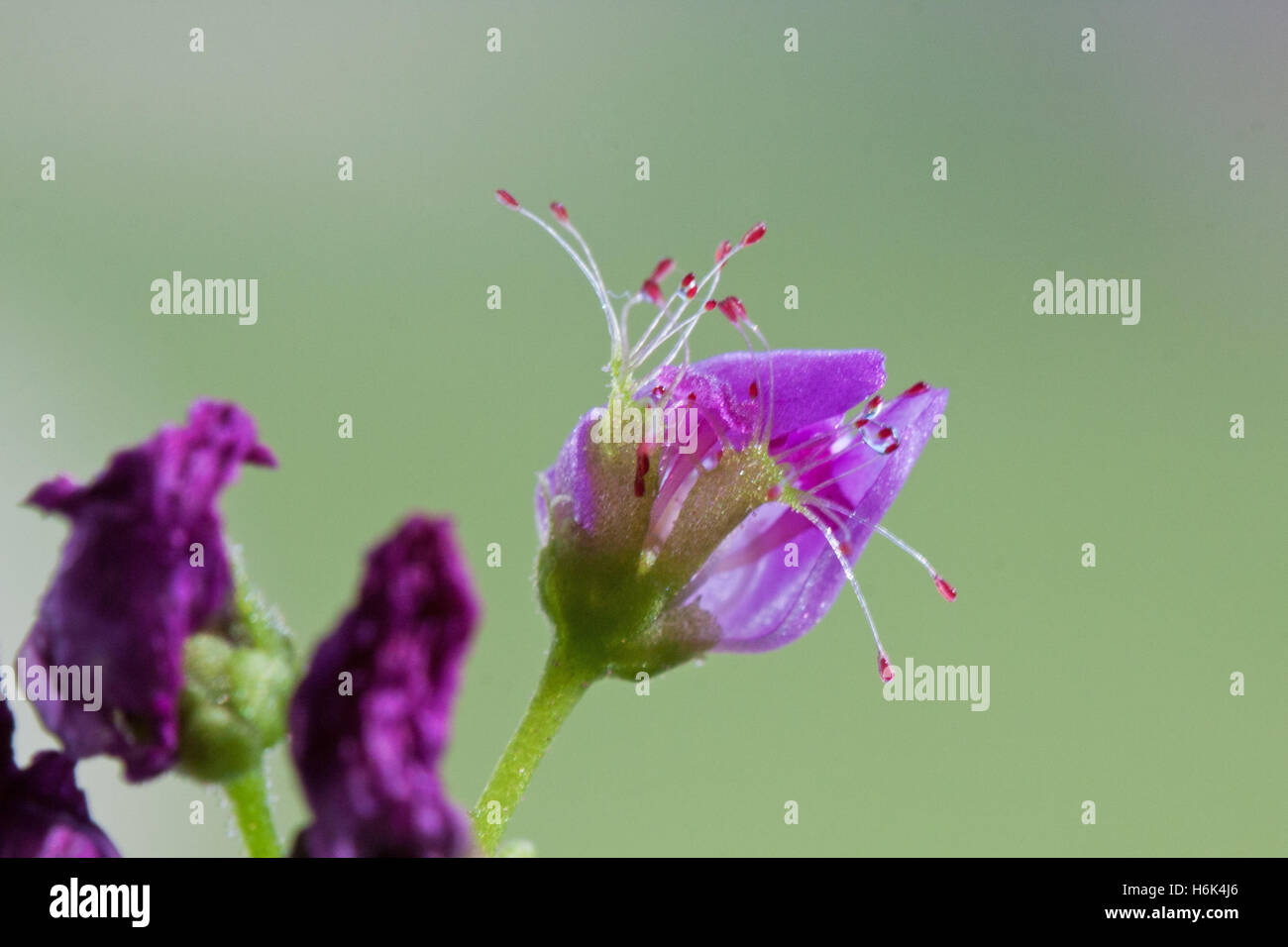 Vivipary hi-res stock photography and images - Alamy