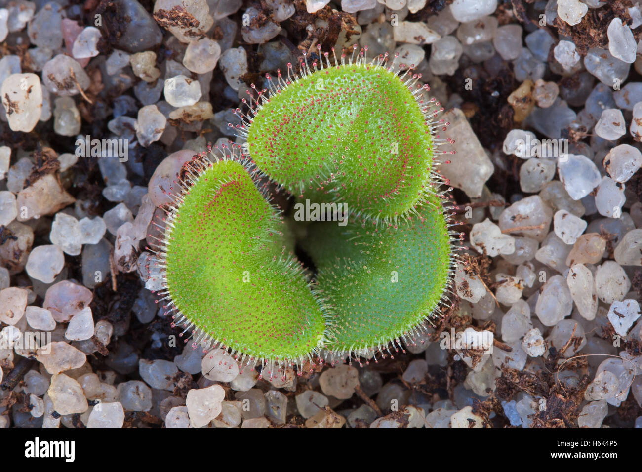 Carnivorous species of perennial sundew hi-res stock photography and ...