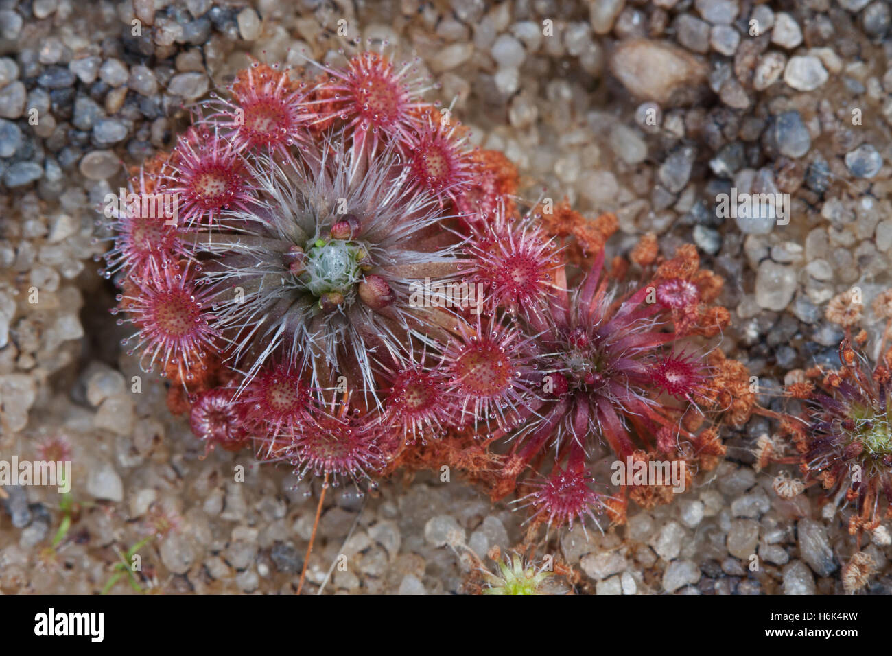 Drosera pygmaea hi-res stock photography and images - Alamy