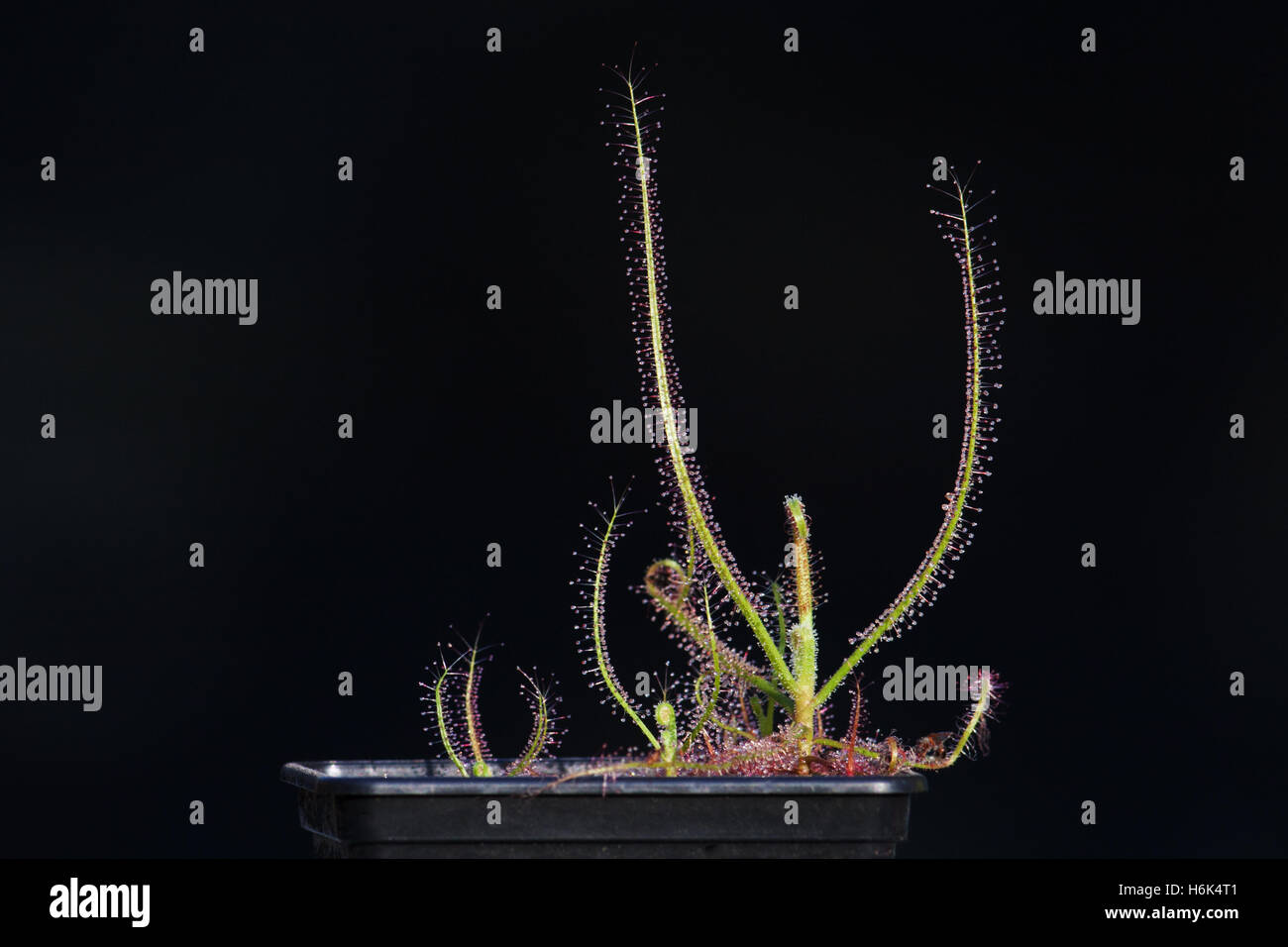 Drosera indica hi-res stock photography and images - Alamy