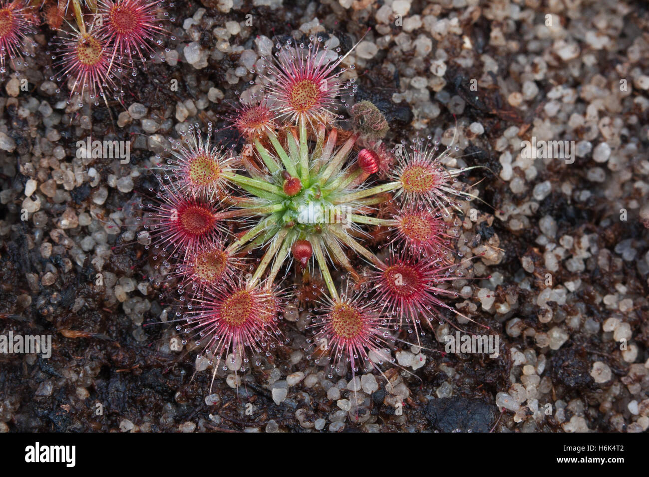 Australian sundews hi-res stock photography and images - Alamy