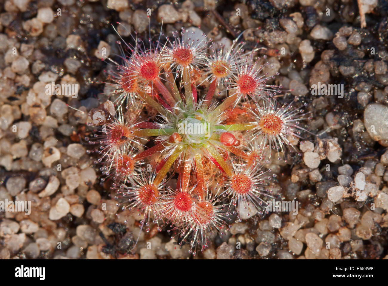 Helodes hi-res stock photography and images - Alamy