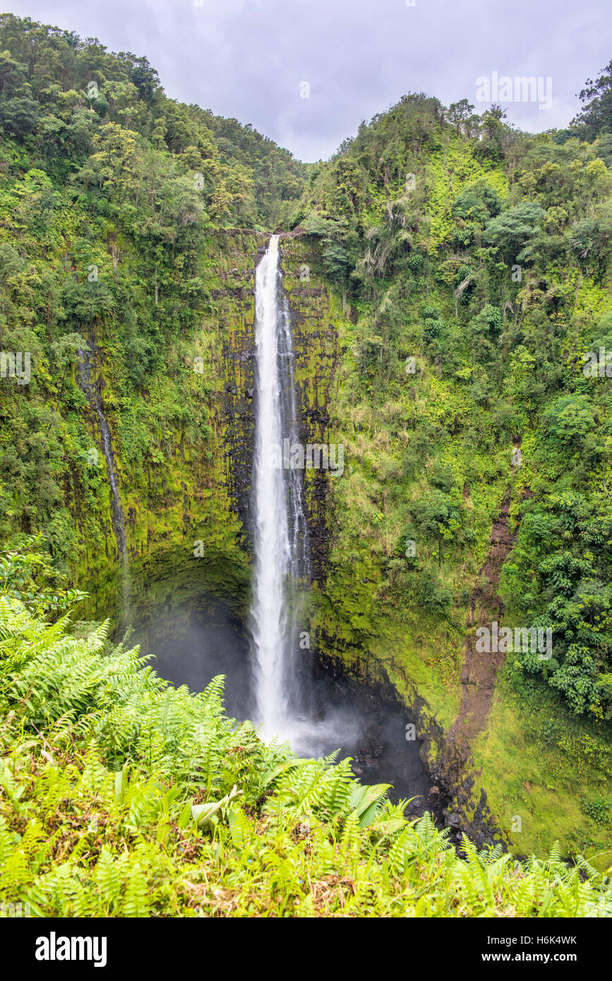 Akaka Falls waterfall in Hawaii Big Island Stock Photo - Alamy
