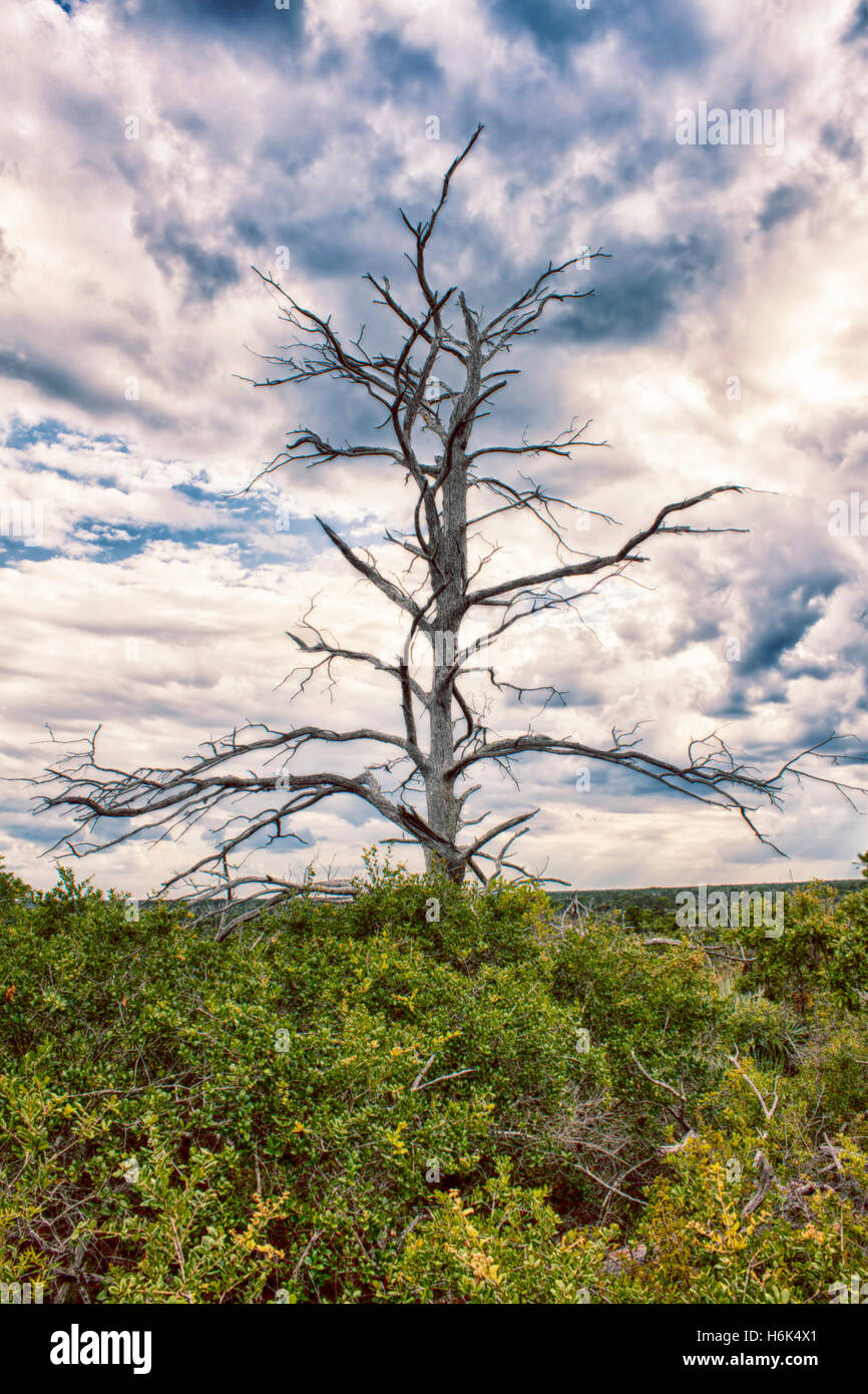 dead tree and cloudy sky Stock Photo - Alamy