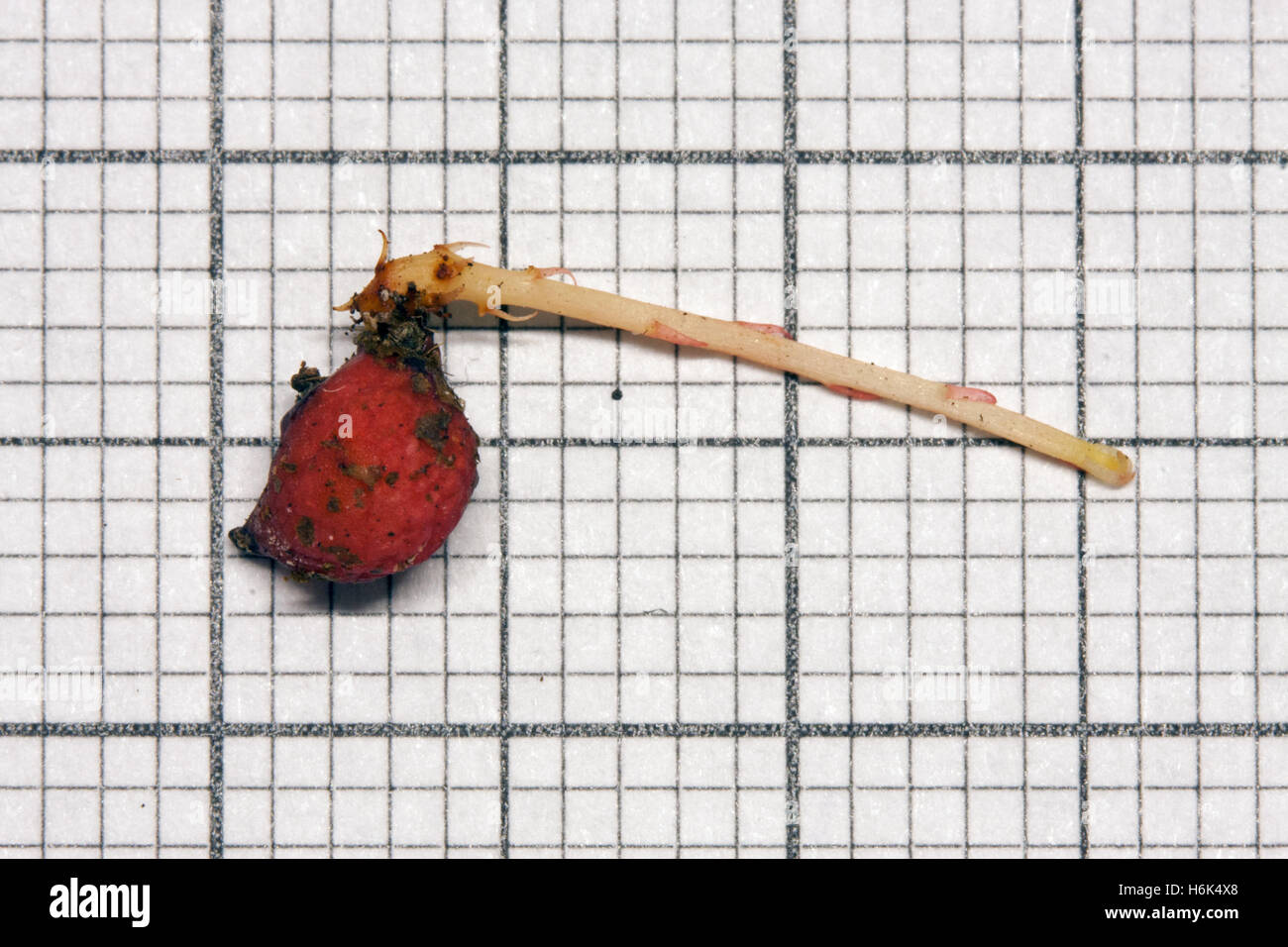 Browniana hi-res stock photography and images - Alamy