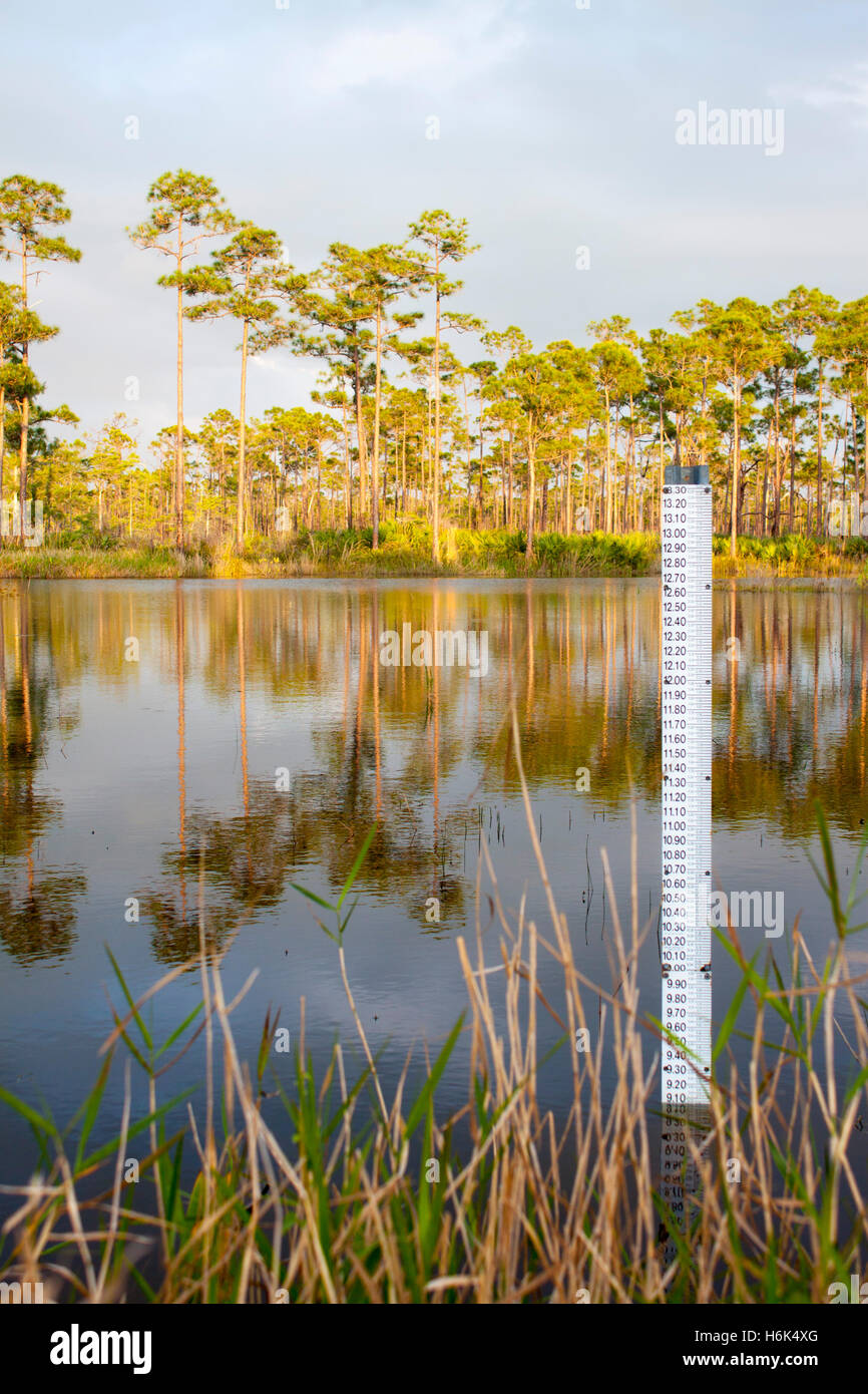 flood meter and tropical trees in the swamp Stock Photo - Alamy