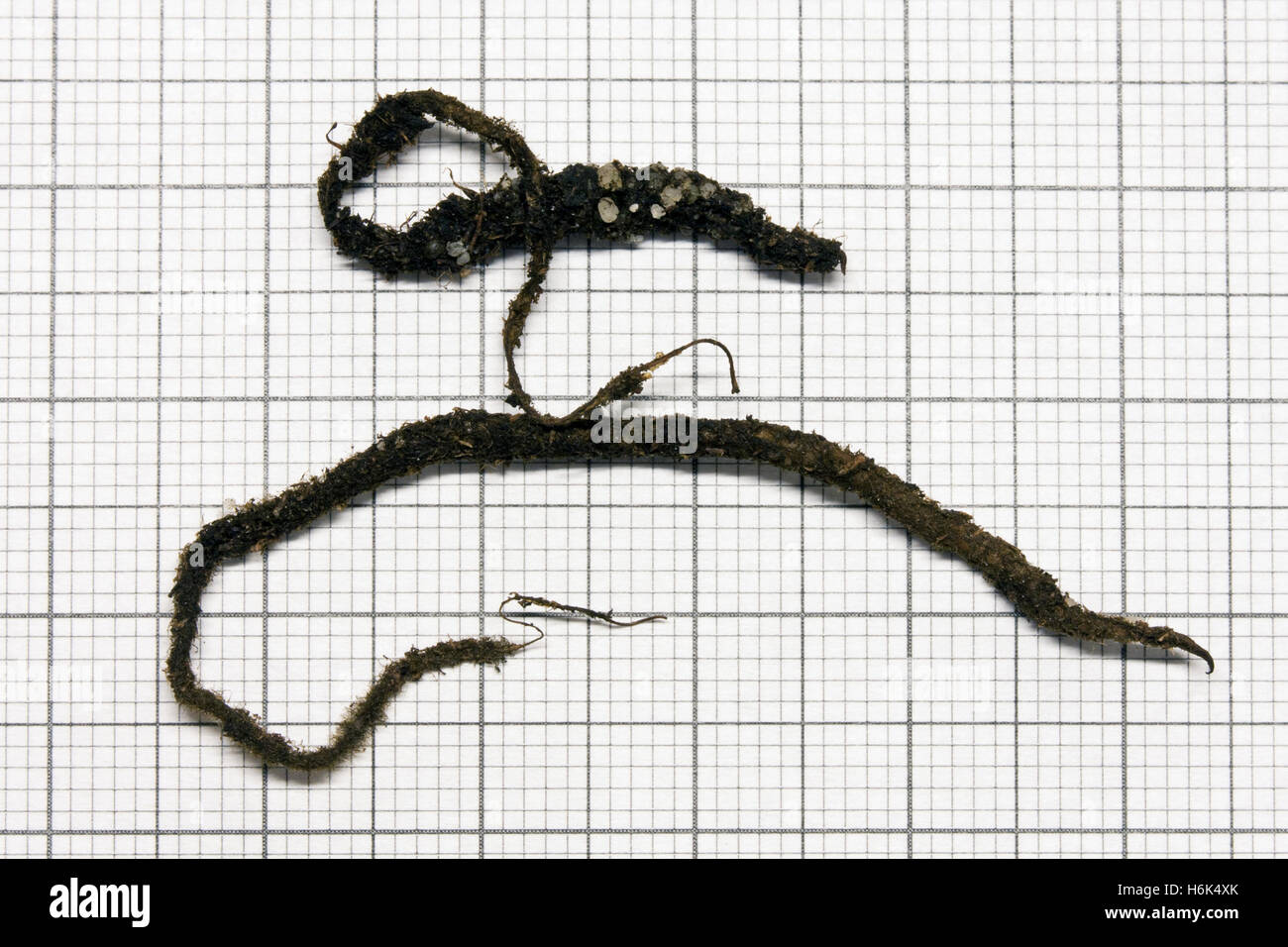 Drosera cistiflora Sundew tuberous roots Stock Photo - Alamy