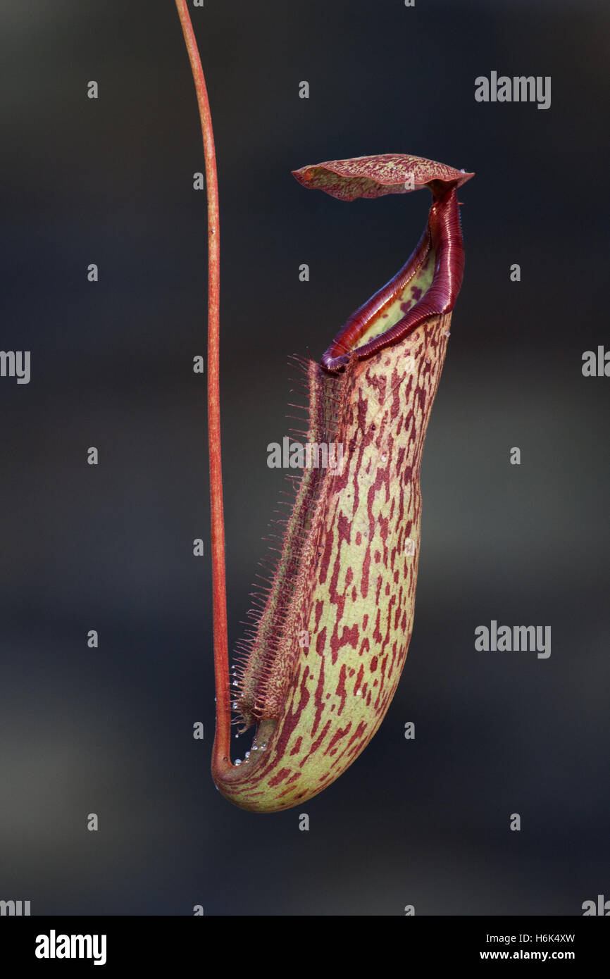 Nepenthes x Mixta - one of the oldest pitcher plant hybrids pitcher ...