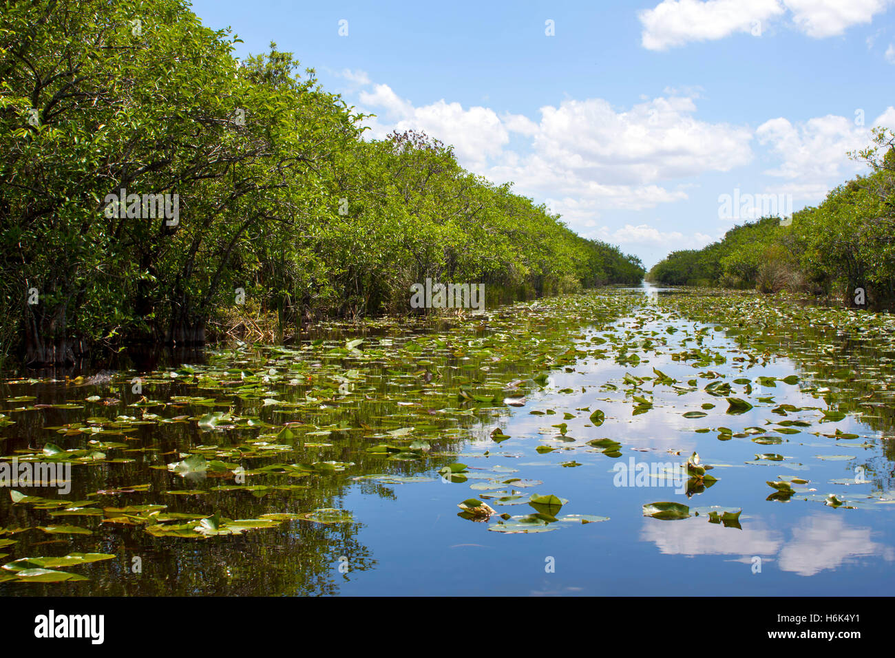 everglades swamp in Florida Stock Photo - Alamy