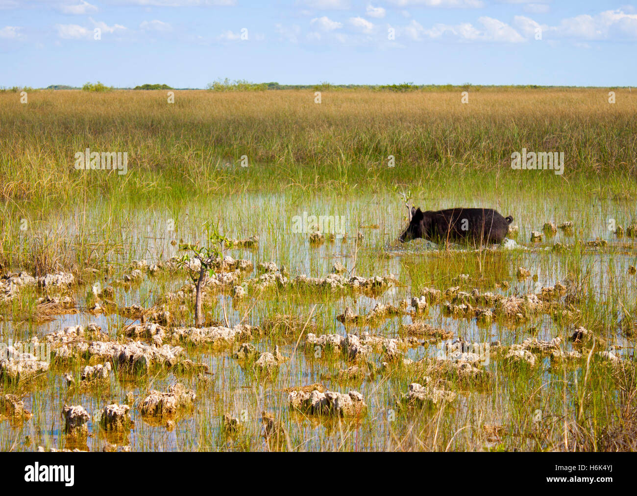 Bore park hi-res stock photography and images - Alamy