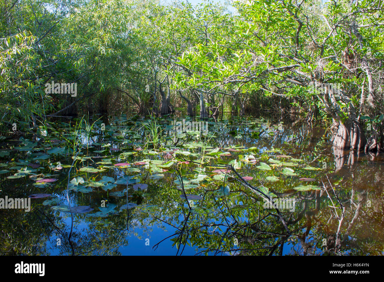 everglades swamp park in Florida Stock Photo - Alamy