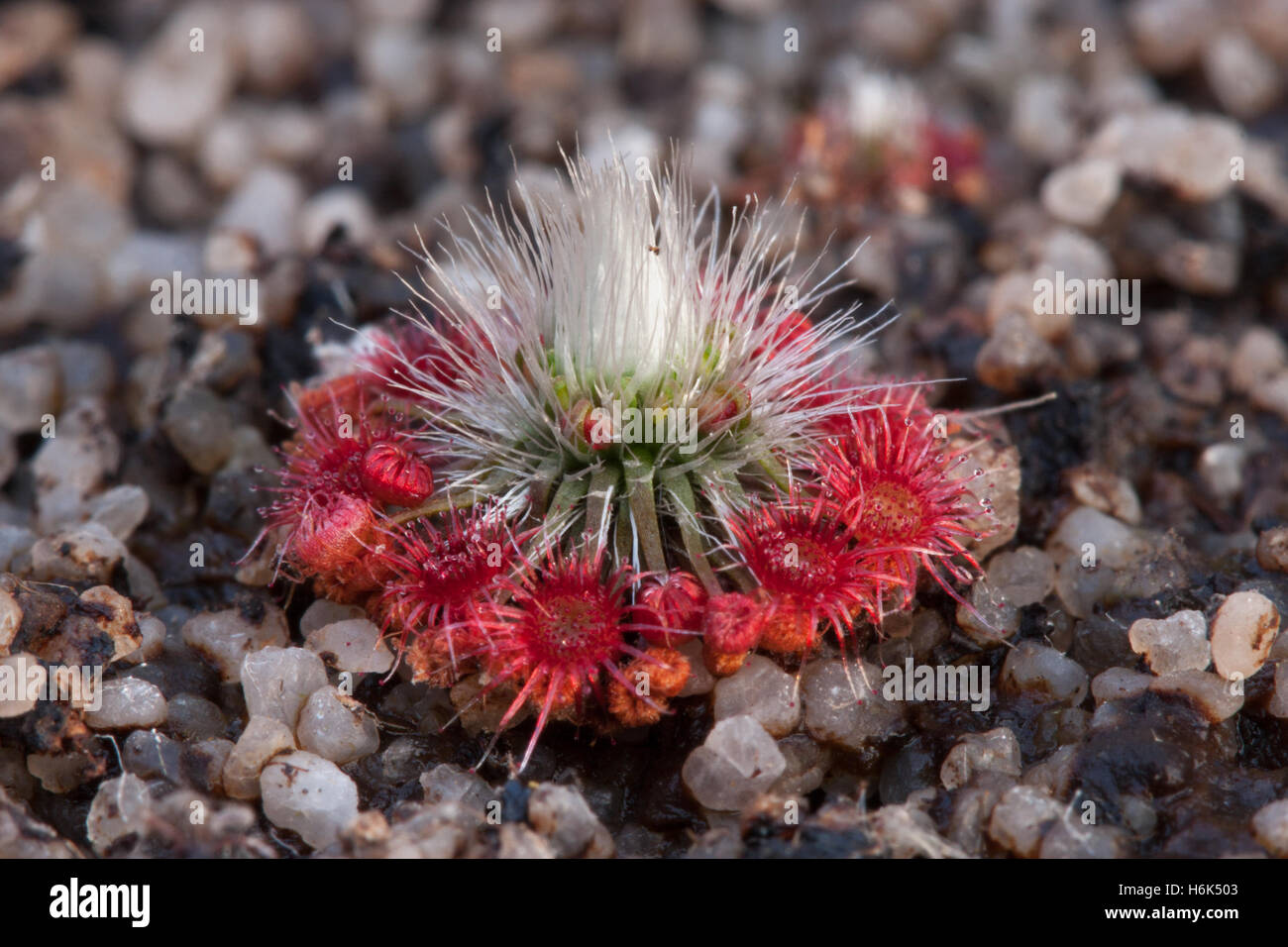 Sundew drosera occidentalis hi-res stock photography and images - Alamy