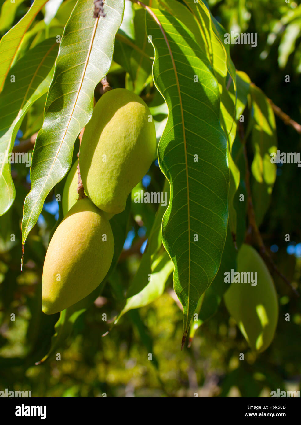 green mangos on a tree Stock Photo - Alamy
