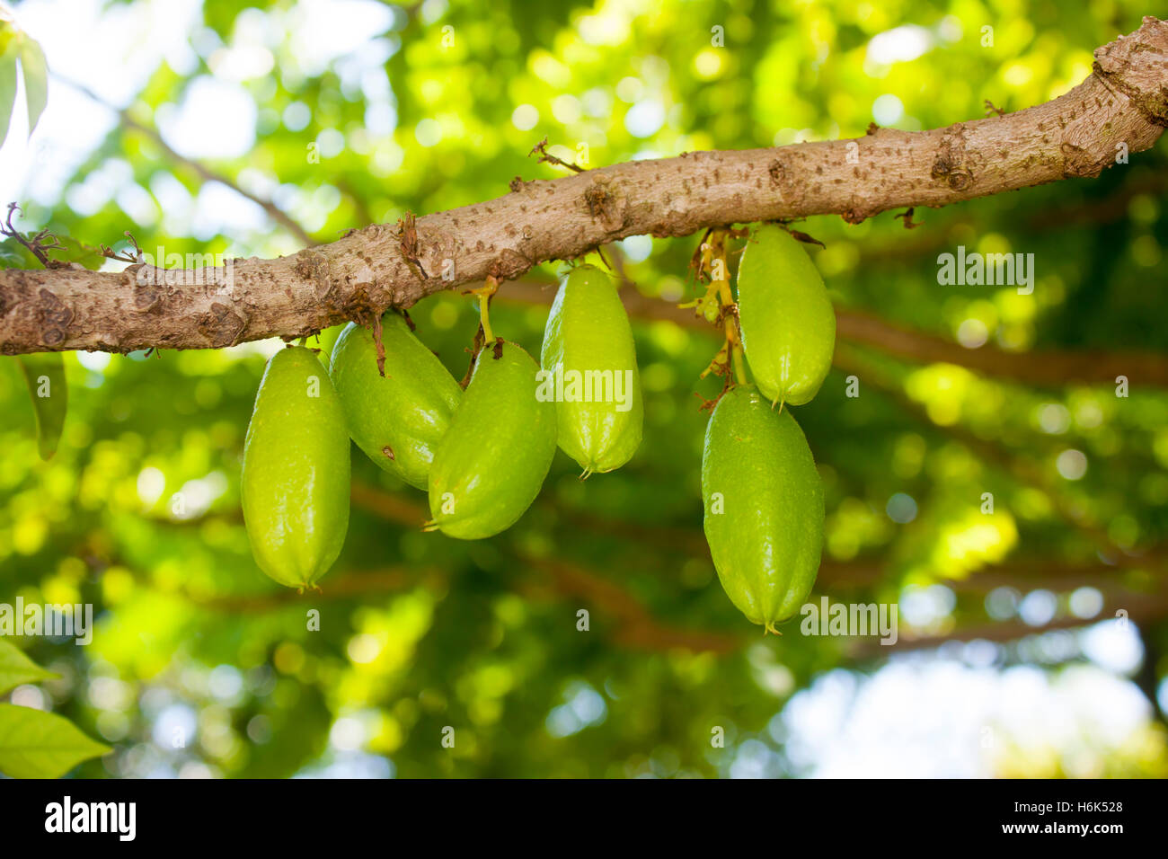 Pickle Tree Averrhoa bilimbi closeup Stock Photo - Alamy