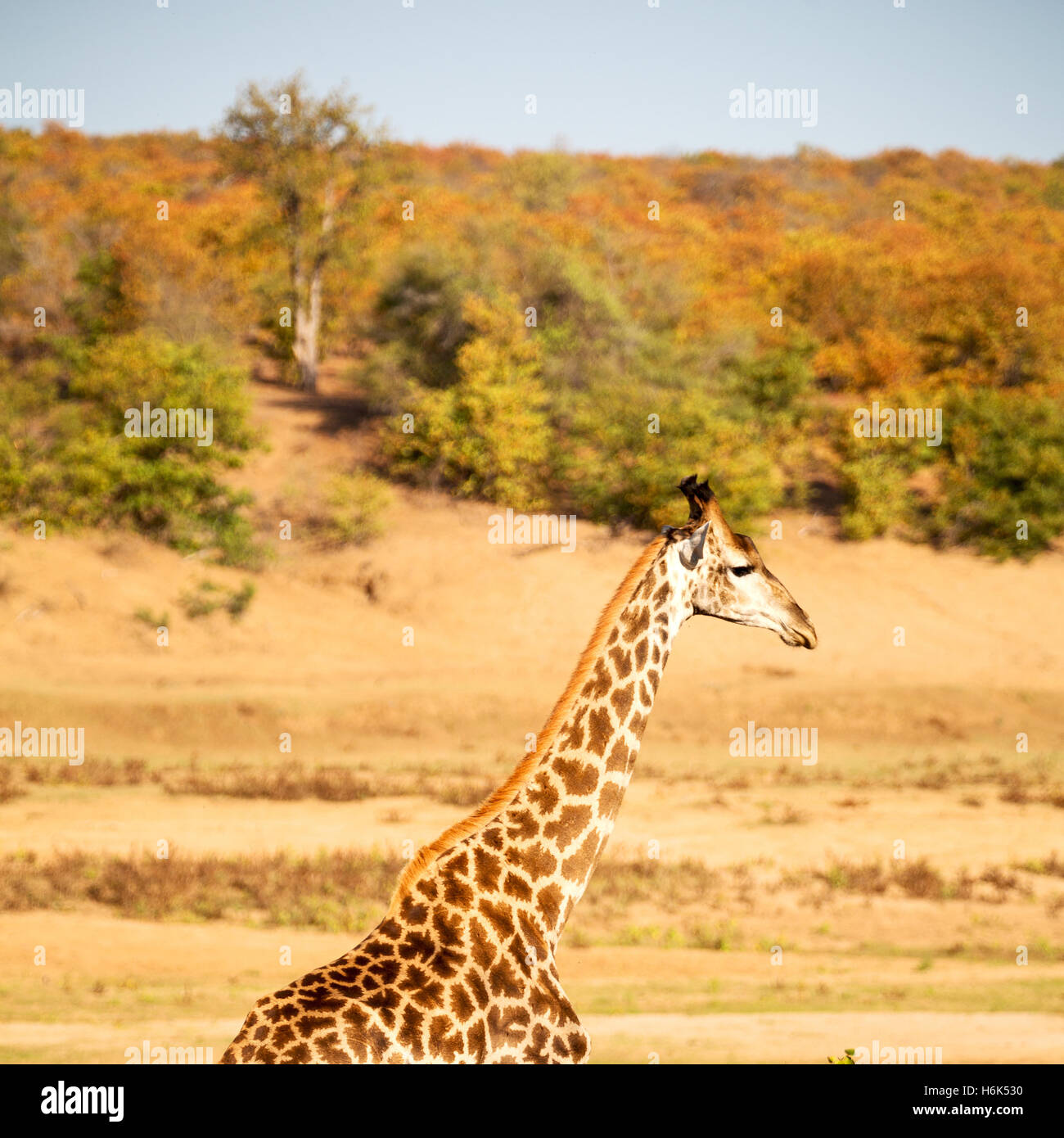 blur in south africa kruger wildlife nature reserve and wild giraffe ...