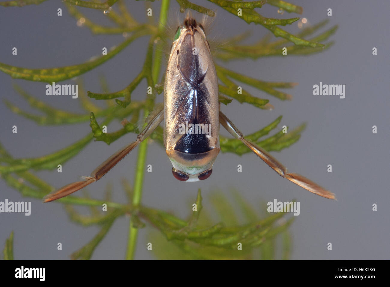 Notonecta glauca (common backswimmer) is a species of aquatic insect ...