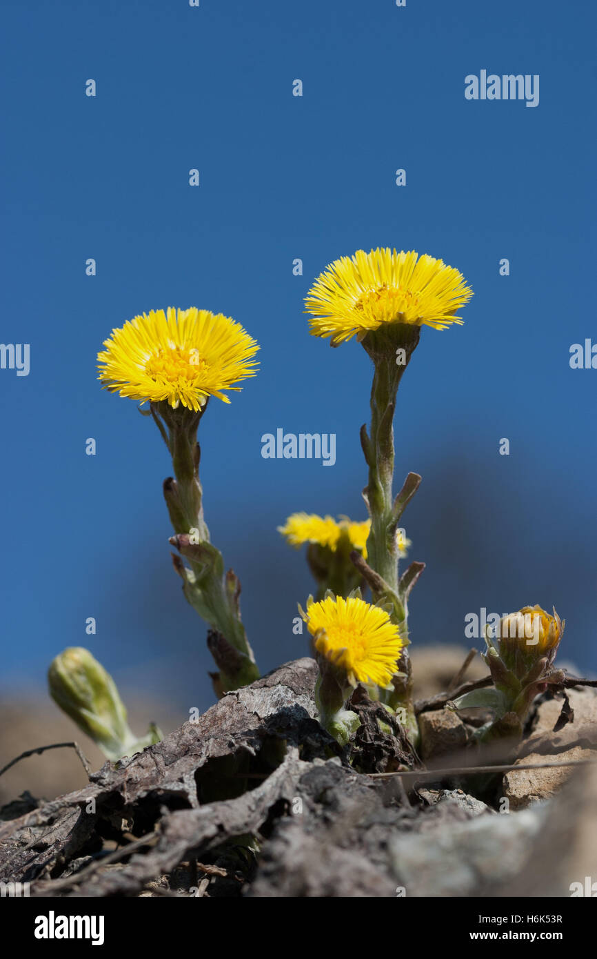 Tussilago farfara, commonly known as coltsfoot, is a plant in the ...