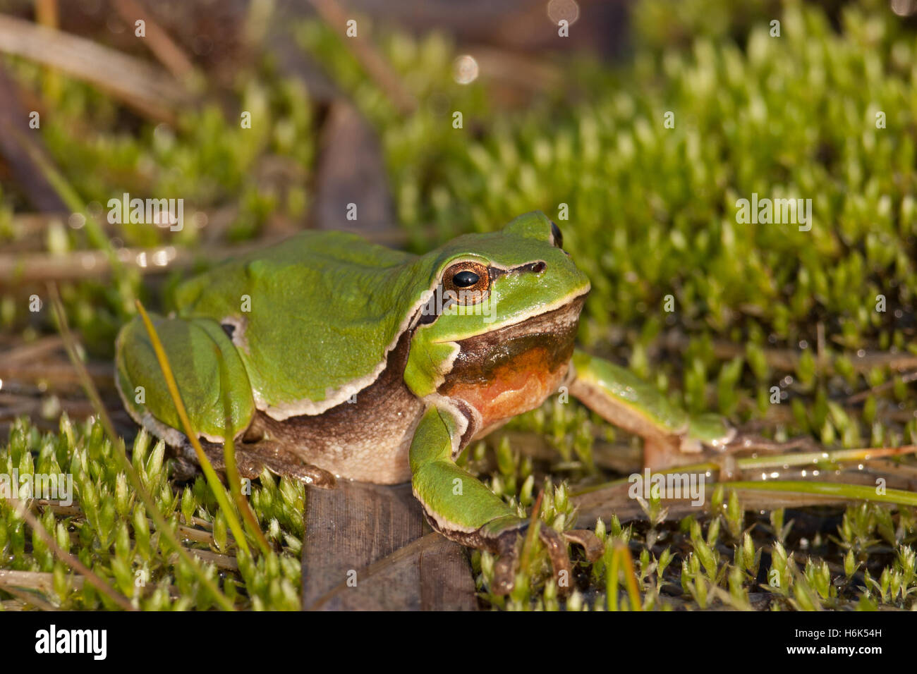 European tree frog hyla arborea formerly rana arborea hi-res stock ...