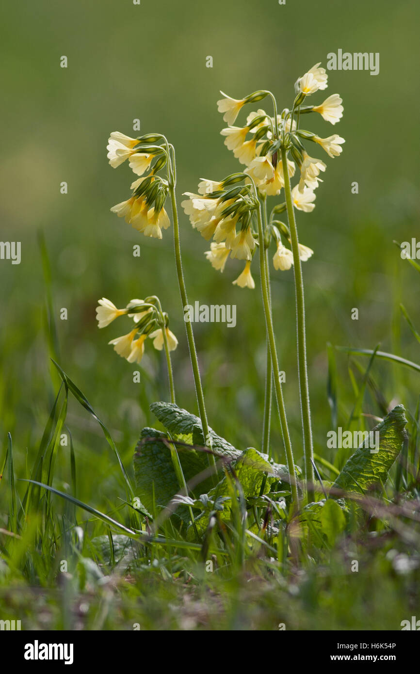 Primula veris (cowslip, common cowslip, cowslip primrose; syn. Primula ...